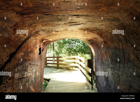 Seqouia Trees Hi Res Stock Photography And Images Alamy