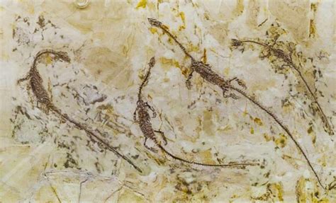 Scientists Discover One Of A Kind Two Headed Fossil From Dinosaur Age