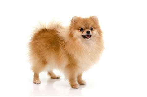 Pomeranian Lemmikloom