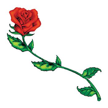 Rose And Stem Drawing At Getdrawings Free Download