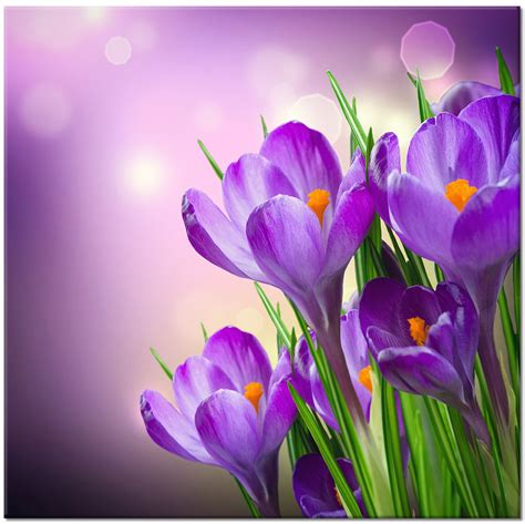 Tablou Canvas Flori De Sofran Fundal Stilizat