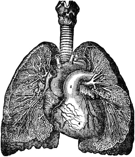 Lung Anatomy Gl Stock Images Medical Illustration Lung Anatomy My XXX Hot Girl