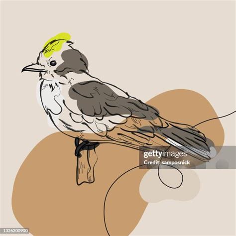 Continuous Line Drawing Bird Photos And Premium High Res Pictures