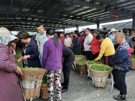 曾經爆火的鐵觀音為何現在喝的人少了在它身上究竟發生了什麼 每日頭條