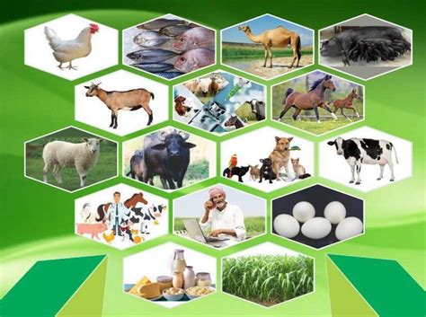 Significance Of Somatic Cell Counts Scc In Milk And Its Effect On