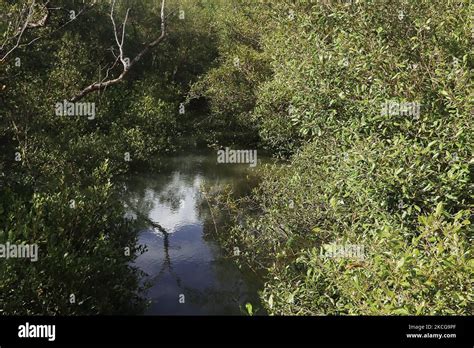 Dense Mangrove Forest Of Sundarban World Largest Mangroves And Unescon