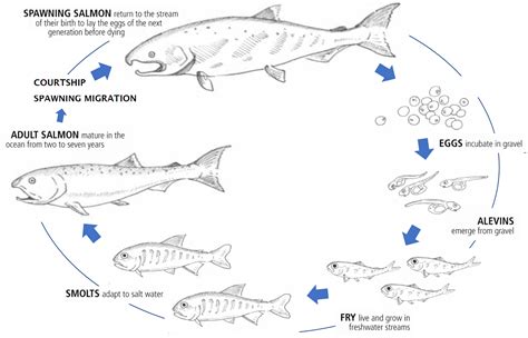Salmon Stage Of Courtship