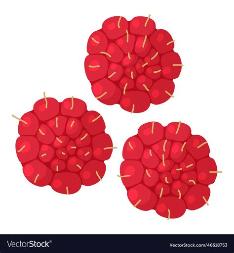 Raspberry Icon Isometric Freshly Harvested Vector Image