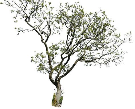 Tree 2 Psd By Gd08 On DeviantArt Tree Photoshop Tree Plan Photoshop Garden Illustration