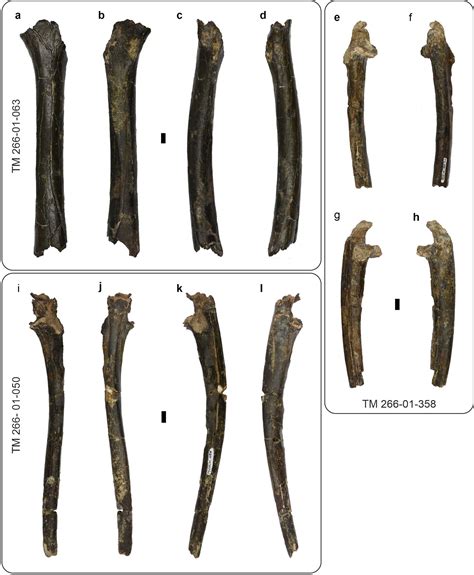 Tm 266 01 358 и Tm 266 01 050 Антропогенез РУ