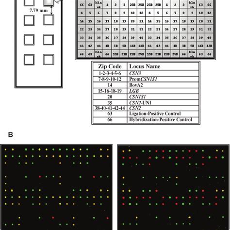 Some Results Of The Ligation Detection Reaction Universal Array Download Scientific Diagram