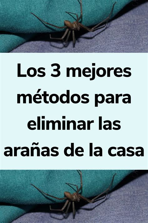 Los 3 Mejores Métodos Para Eliminar Las Arañas De La Casa Artofit