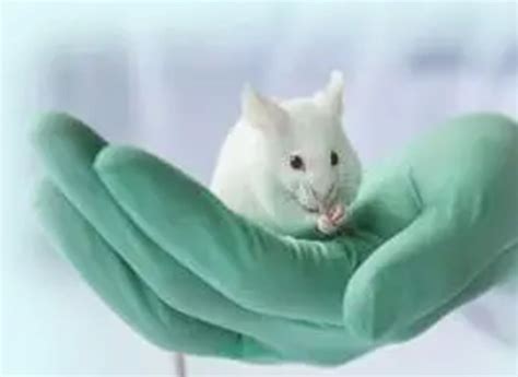 生物样品进出口 江苏悟空生物科技有限公司 江苏悟空生物科技有限公司