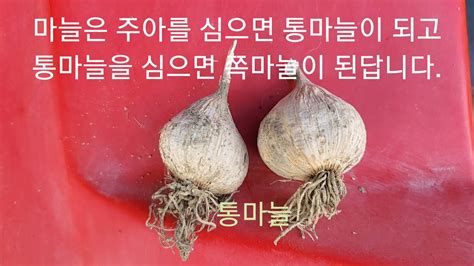 마늘 주아 탈망기 통마늘 쪽마늘 의성마늘uiseong Garlic Youtube