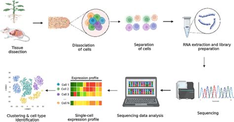 Workflow Of Single Cell Rna Sequencing Starting With Collecting Target