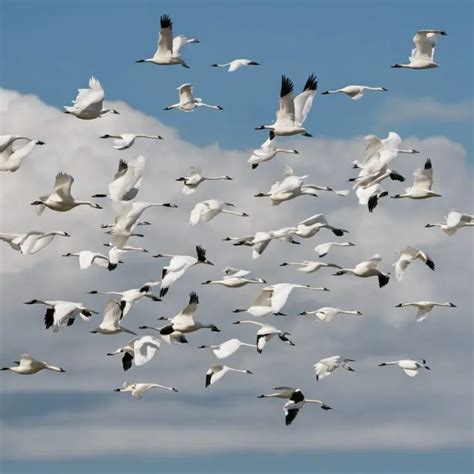 What Month Do Birds Migrate A Bird Migration Guide