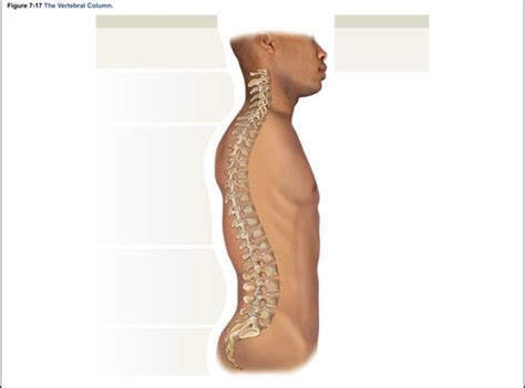 Anatomy Lab Week 7 Flashcards Quizlet