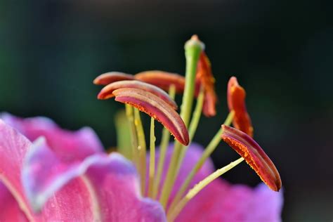 Lily Flower Stamen Free Photo On Pixabay Pixabay