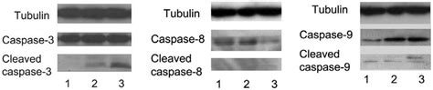 Western Blot Analysis To Determine Caspase Activation The Activities