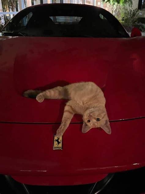 20 Hissterically Derpy Cat Photos To Bring You Some Smiles On This