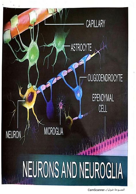 Solution Physiology Explanation With Pictures Faculty Of Medicine