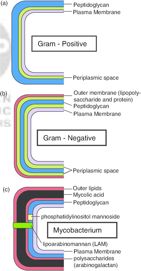 Diagram Gram Positive Vs Gram Negative Cell Wall Diag