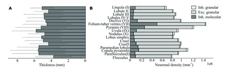 Neuron Density And Thickness In The Mouse Cerebellum Based On The Blue