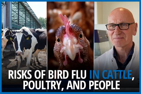 Video Risks Of H5n1 Bird Flu In Dairy And People Dairy Global