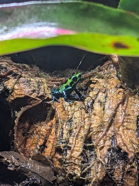 Dart Frog Tadpoles Uk Aquatic Plant Society