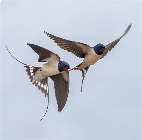 Two Beautiful Birds In Flight Barn Swallow Flying Pictures Swallow Reference Swallow Photo