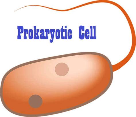 Prokaryotic Cell Definition And 9 Parts Functions 2025