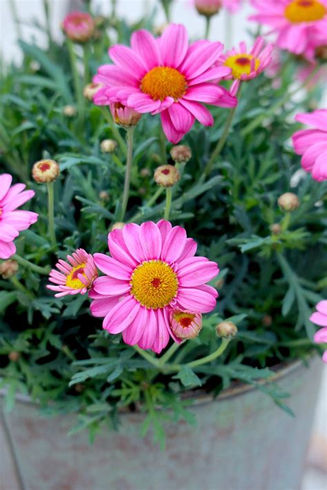 Margeriten Blüten Rosa Kostenloses Foto auf Pixabay