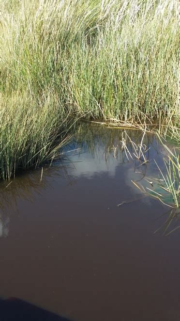Mount Compass School Swamp