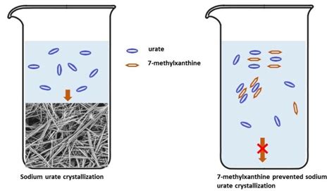 7 Methylxanthine Inhibits The Formation Of Monosodium Urate Crystals By