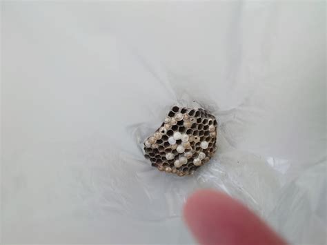 富山市にてアシナガバチの巣の駆除 駆除実績 蜂の巣駆除屋さんの格安・安心・安全ハチ退治｜富山県内最安値