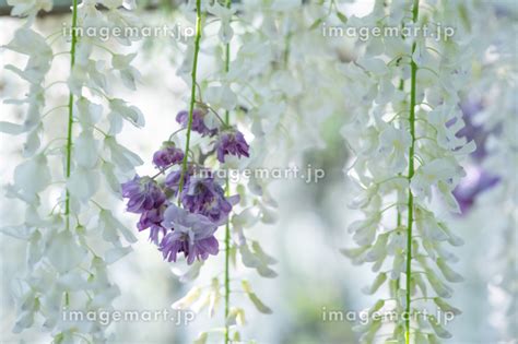 爽やかな香りを放つ満開の藤の花 大分県宇佐市の写真素材 217815222 イメージマート