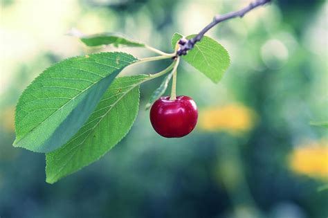 체리 빨간색 과일 Pixabay의 무료 사진