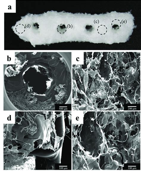 Morphology Of The Polycaprolactone Pclβ Tricalcium Phosphate Download Scientific Diagram