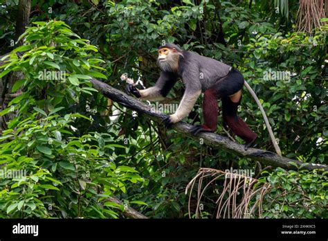 Oak Hawk Moth Marumba Quercus Beautiful Large Moth From Woodlands And Oak Forests Of Southern