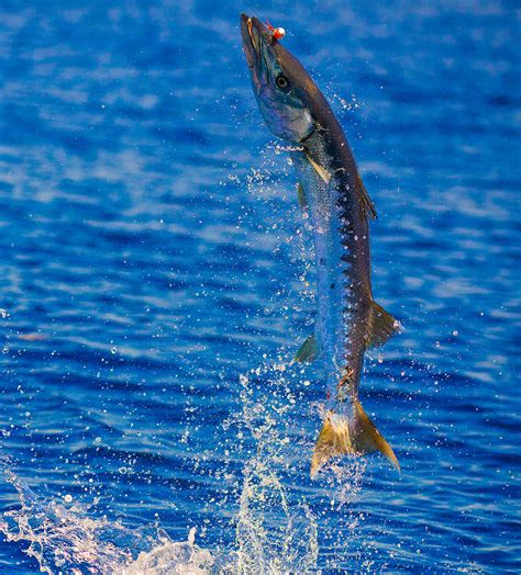 What S Great About Barracuda Florida Sportsman