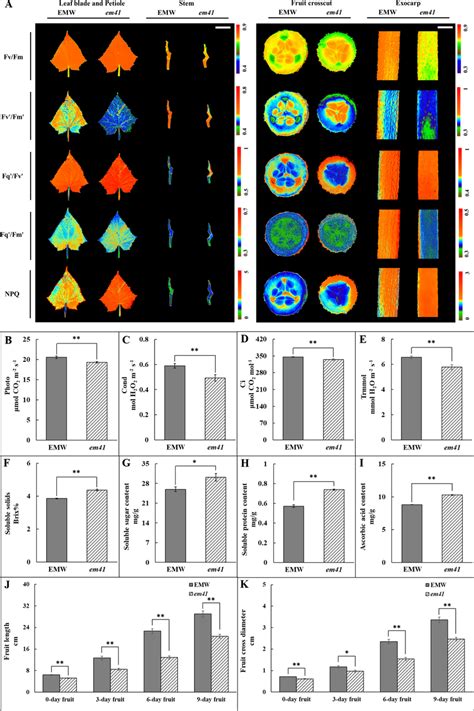 Chlorophyll Fluorescence Imaging Photosynthesis Analysis And Fruit Download Scientific Diagram