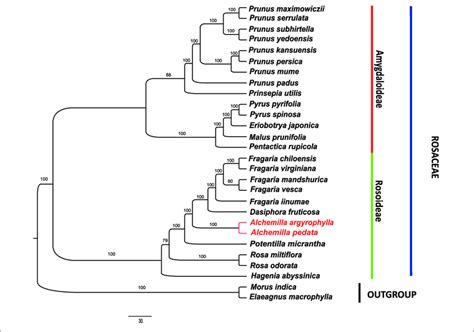 Phylogenetic Tree Reconstruction Of Rosaceae Species Based On