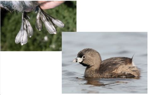 Ecology Lab 3 Terrestrial Ecosystems Birds Flashcards Quizlet