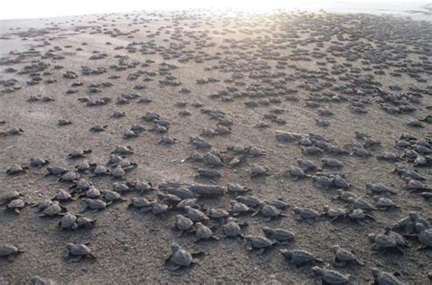 México reproduce 145 000 tortugas lora especie en peligro de extinción