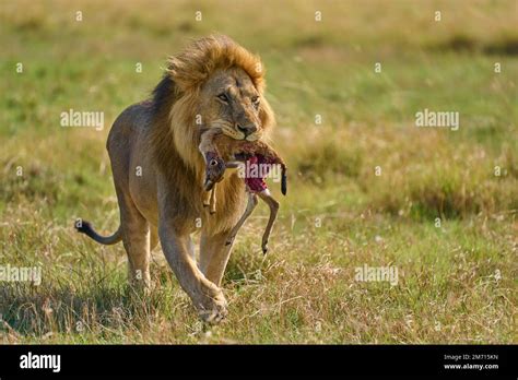 Lion Running After Prey