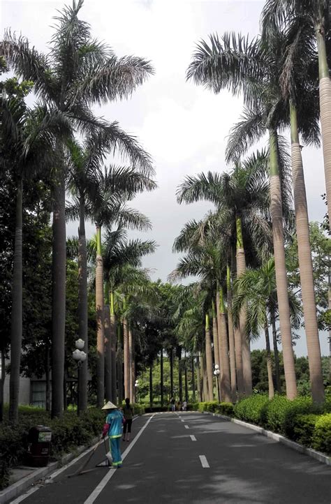 大王椰子 花瓣网