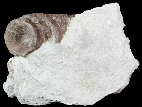 Associated Xiphactinus Vertebrae In Rock Kansas 54263 For Sale