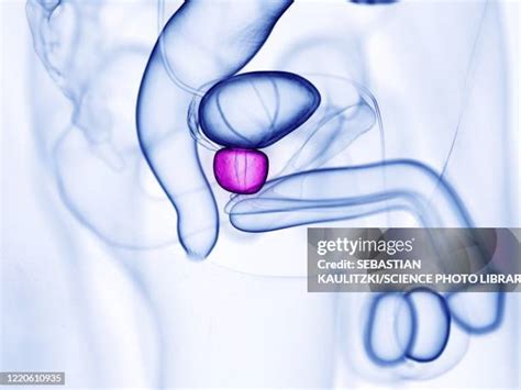 Prostate Illustration High Res Vector Graphic Getty Images
