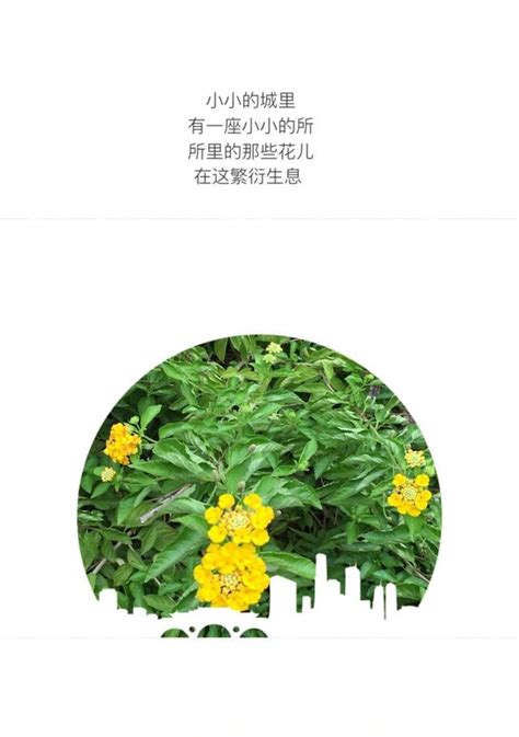 老夫的少女心 每日头条