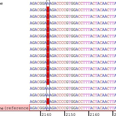 Sequence Alignment Of The 23s Rrna Gene Of H Pylori The Base Sequence